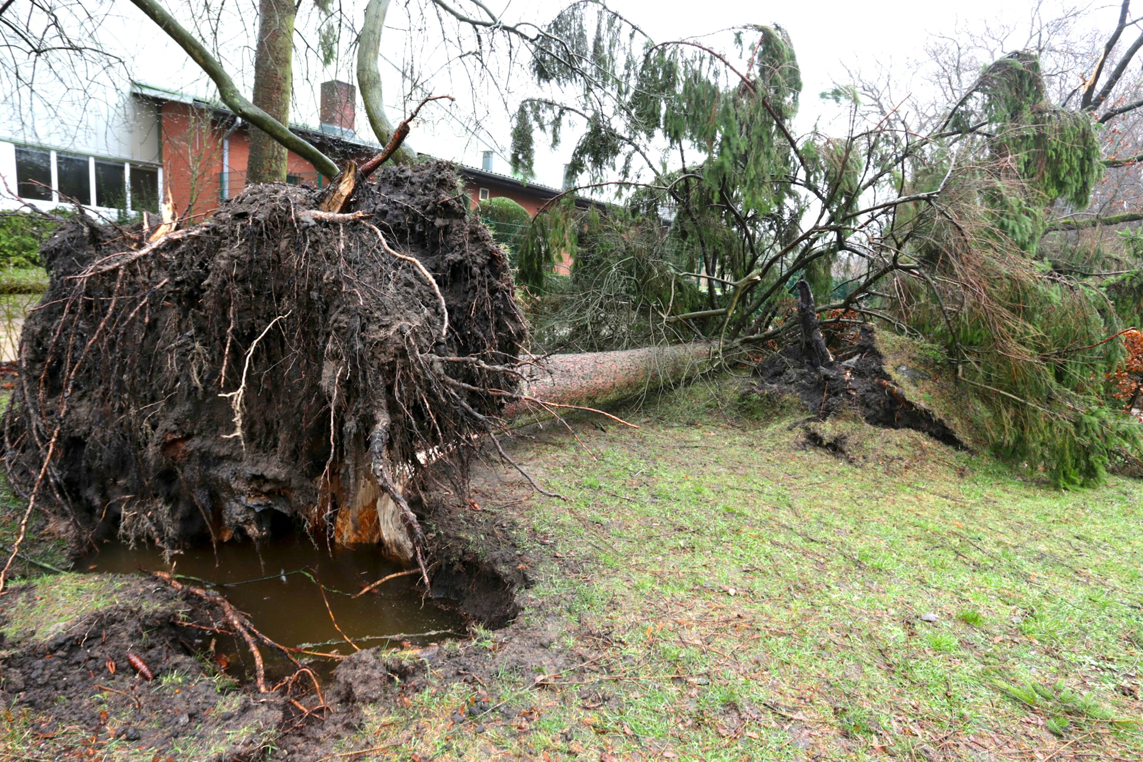 Umgestürzter Baum: Welche Versicherung zahlt?